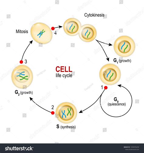 The Fascinating Journey Of Cell Cycle The Fascinating Journey Of Cell Cycle