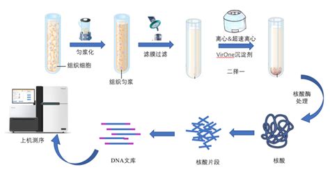 美格基因｜宏病毒组知识分享 知乎