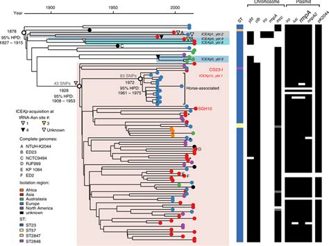 Phylogenetic Relationships Within Cg23 Time Calibrated Bayesian