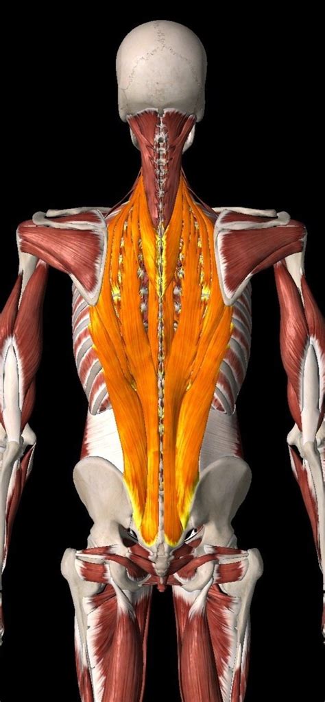 Physiologic Common Exercises To Combat ‘poor Posture Physiologic Common Exercises To Combat ‘poor Posture