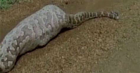This 20 Feet Long Python Just Gulped Up A Full Sized Nilgai And Now
