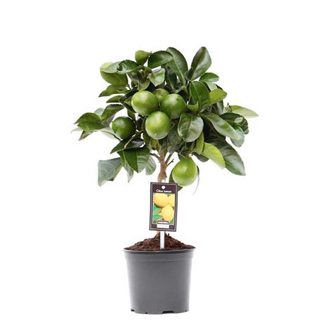 Мини деревья в горшках лимон — купить по низкой цене на Яндекс Маркете