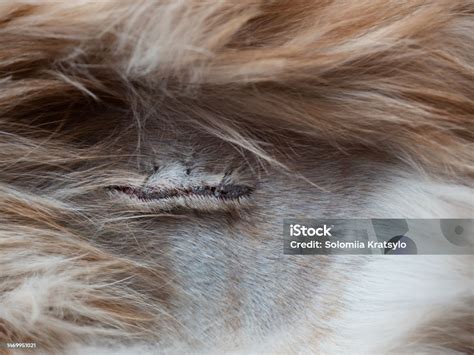 A Healing Spay Incision After Neutering Female Cat Operation Day 4