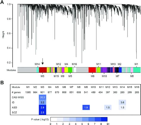Co Expression Network Analysis A A Co Expression Network Was