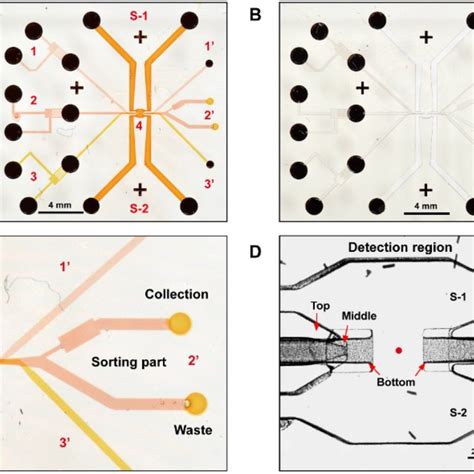 Photographs Of The Whole 3d Focusing Microfluidic Structure Before A Download Scientific