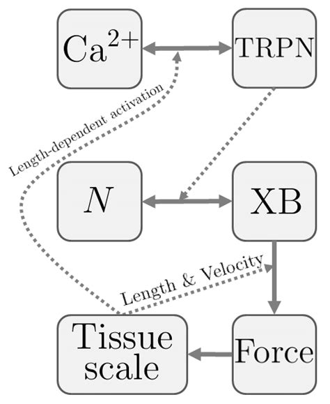 1 Cell Model Overview Calcium Binds To Troponin C Trpn In A Download Scientific Diagram