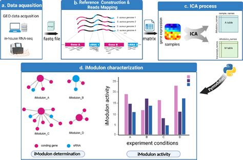 Schematic Illustration Displaying The Procedure Of This Study A Download Scientific Diagram