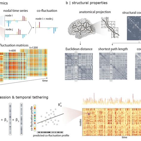 pdf time resolved structure function coupling in brain networks
