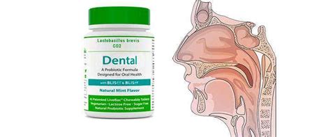 Lactobacillus Brevis What Is It How Does It Work Are There Different