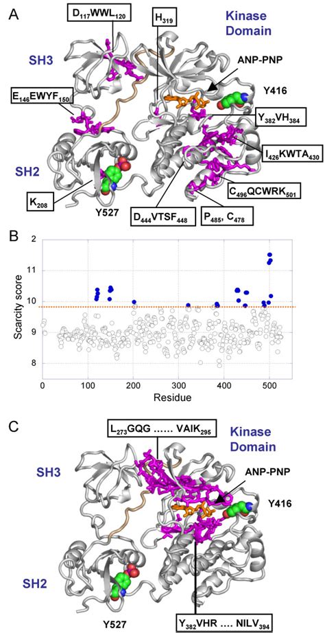 A Identification Of C Src Unique N Grams C Src Inactive Conformation