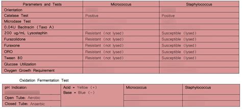 Biochemical Laboratory Tests In Gram Positive Cocci Microbiology Diagram Quizlet