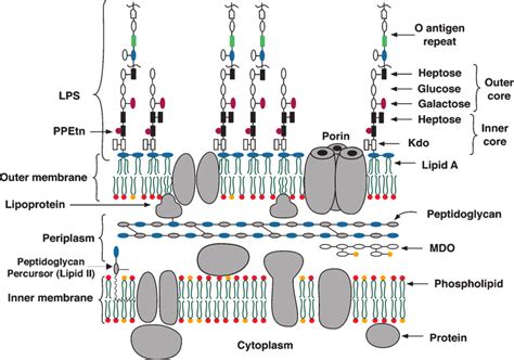 Schematic Representation Of The E Coli Cell Envelope Download