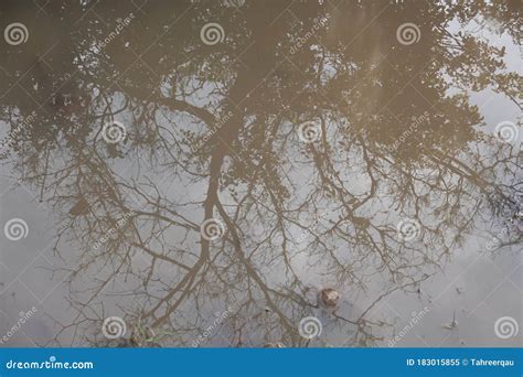 Reflection Of A Tree In Water Stock Image Image Of Green Wall