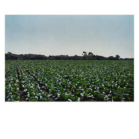 Bonhams Paul Staiger B 1941 Raw Crops Cabbage 1975