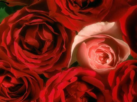 Sensual Wallpapers Wallpaper Cave