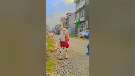 Youtubeshorts Loop Shortsviral Youtube Youtubeshorts Loop Shortsviral Youtube