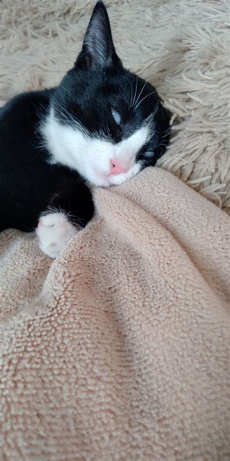 Кото-зомби | Пикабу