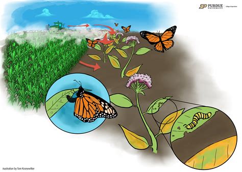 Milkweed Pesticide Residues Deter Feeding And Egg Laying By Monarch