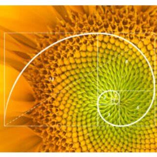 The Fibonacci Spiral Download Scientific Diagram