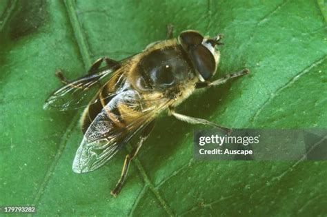 Wasp Mimic Hoverfly Photos And Premium High Res Pictures Getty Images