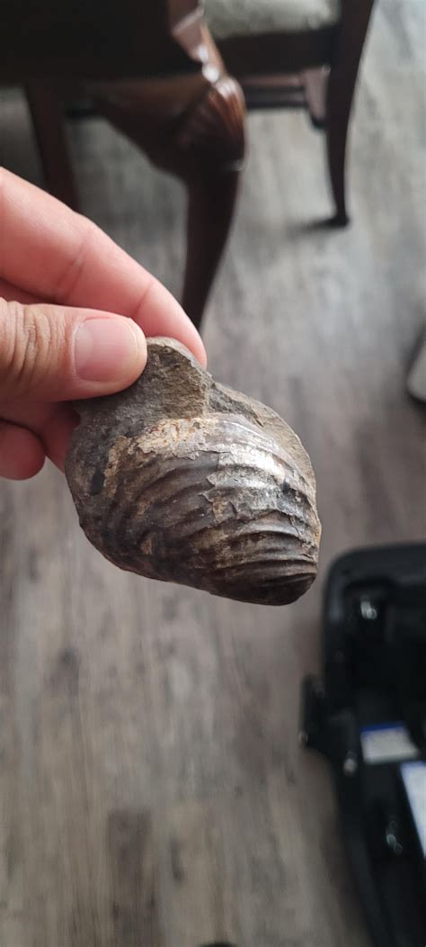 Clam Fossil Rfossilid