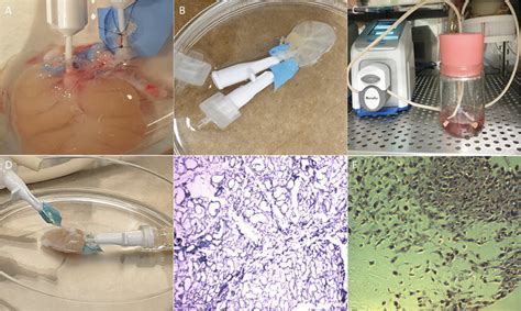 Stages Of Decellularization And Recellularization Of Rat Smg Through Download Scientific