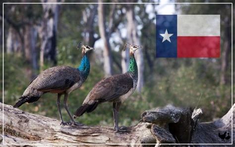 Can You Eat Peacock Learnpoultry