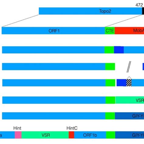 Varied Gene Structures Of Bypass Insertion Moba Giy Yig And Vsr Are Download Scientific