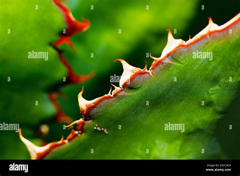 Green Leaf With Red Spikes The Leaf Is Green And Has A Red Tip Stock