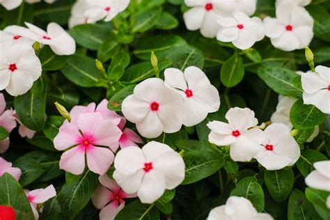 天天开花怎么扦插成活高 花百科