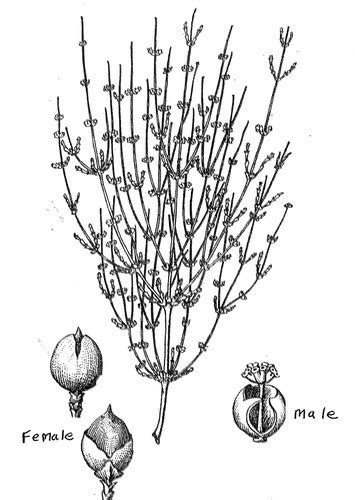 Bio 351 Gnetophyta Flashcards Quizlet