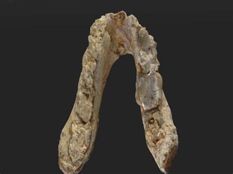 Graecopithecus Ο πρόγονος του ανθρώπου ήταν Ευρωπαίος Cityportalgr