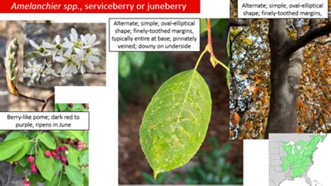 Week 6 Trees Flashcards Quizlet Week 6 Trees Flashcards Quizlet