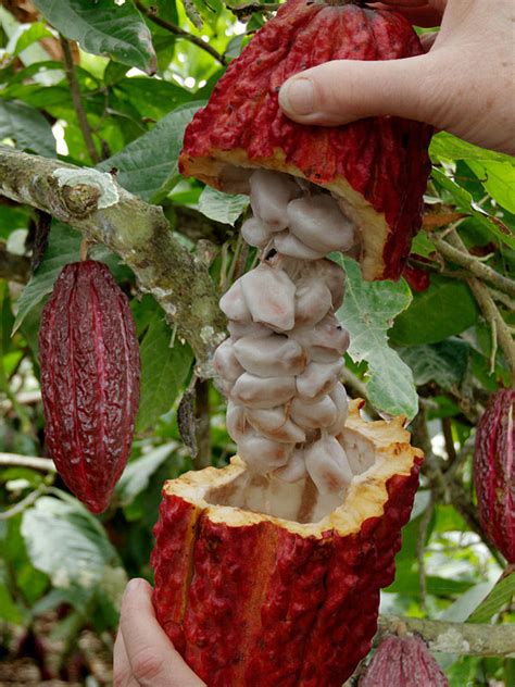 Tree Ruby Cocoa Bean Ubicaciondepersonas Cdmx Gob Mx