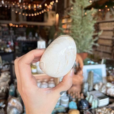 Fossilized Clam Ravenstone