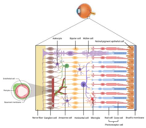 Primary Structures In The Retina The Retina Comprises 55 Different