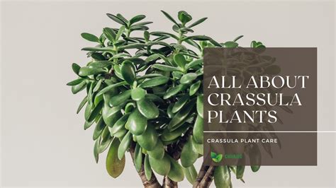 The Crassula Collection A Guide To Types Sub Varieties And How To Care
