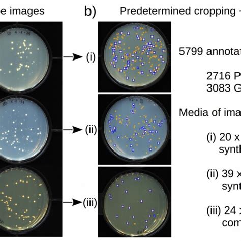 An Overview Of The Labeled Dataset A A Composite Image Showing Petri Download Scientific