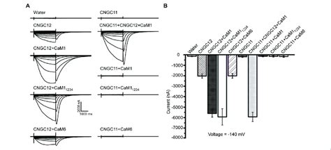 Cam1 Activates Cngc12 In Xenopus Oocytes A Whole Cell Currents