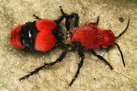 Red Things 100 Examples Of Dazzling Reds In Nature