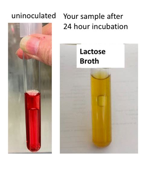What Is A Phenol Test At Melissa Kovacs Blog