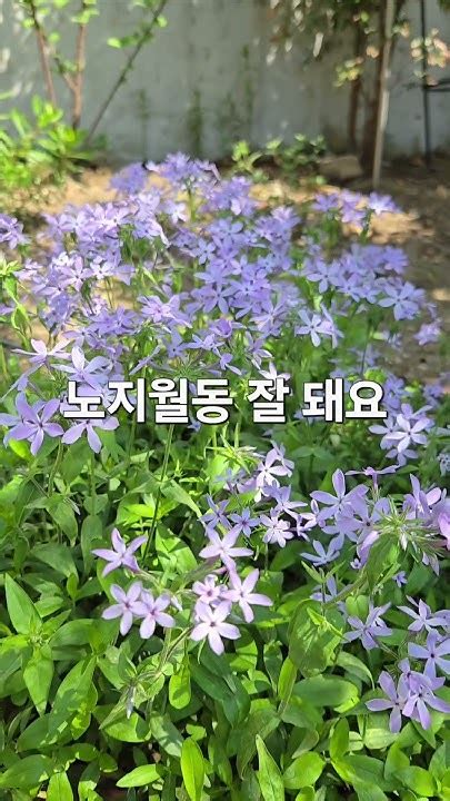 차가플록스 노지월동 가능하고 포기나누기로 번식도 잘되는 가성비 갑인 정원꽃 야생화노지월동 차가플록스 Youtube