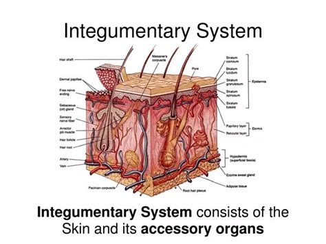PPT Integumentary System PowerPoint Presentation Free Download ID