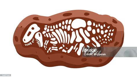 티라노사우루스 화석 골격 티라노사우루스 화석 뼈 공룡 골격 두개골이 있는 공룡 뼈 고생물학 및 고고학 고고학에 대한 스톡 벡터