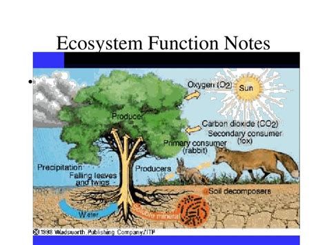 ppt ecosystem function notes powerpoint presentation free download