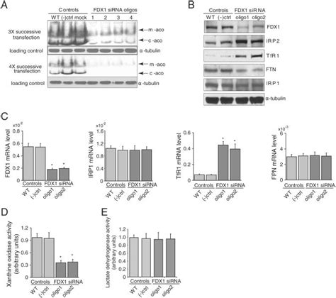 Both Human Ferredoxins 1 And 2 And Ferredoxin Reductase Are Important For Iron Sulfur Cluster