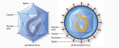 MCB Midterm Definitions Ryan And Johis Portion Flashcards Quizlet