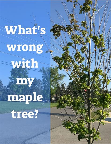13 Common Maple Tree Problems And Diseases With Pictures Maple Tree