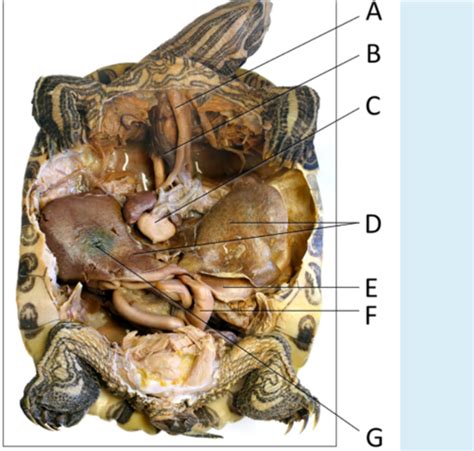 Turtle Internal Anatomy