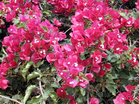Como Plantar E Cuidar De Primavera Casacombr